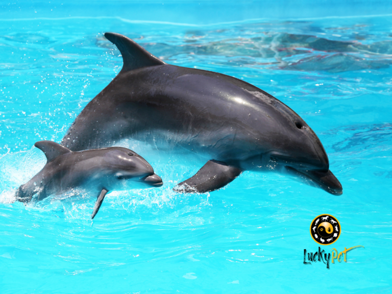 Yunuslar: Denizlerin Zeki ve Gizemli Kahramanları | Lucky Pet Veteriner ...