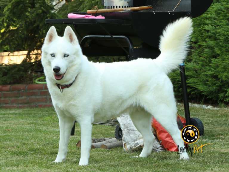 Siberian Husky: Kuzeyin Zarif ve Enerjik Dostu | Lucky Pet Veteriner ...