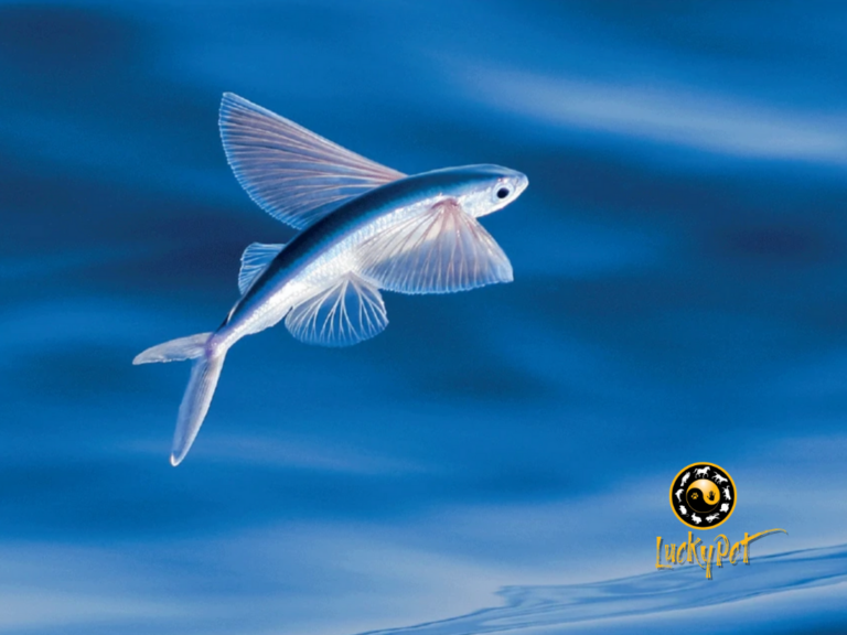 Kediler Hakkında : İlginç ve Önemli Bilgiler | Lucky Pet Veteriner ...